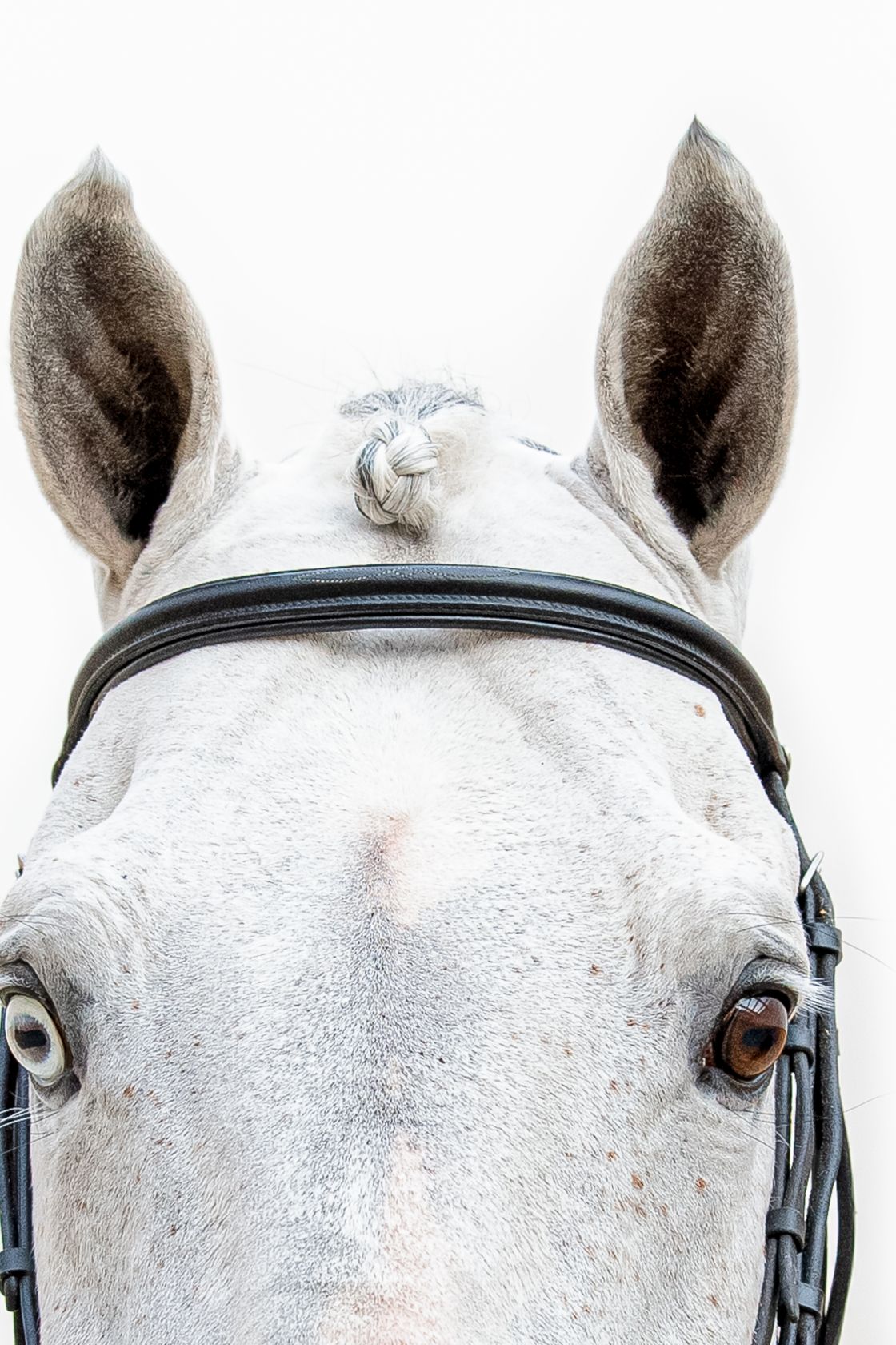 Frozen Semen - Loxahatchee, FL