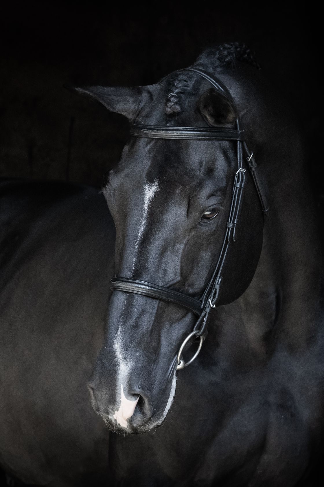 Dominator 2000 Z - WellGrove Breeders