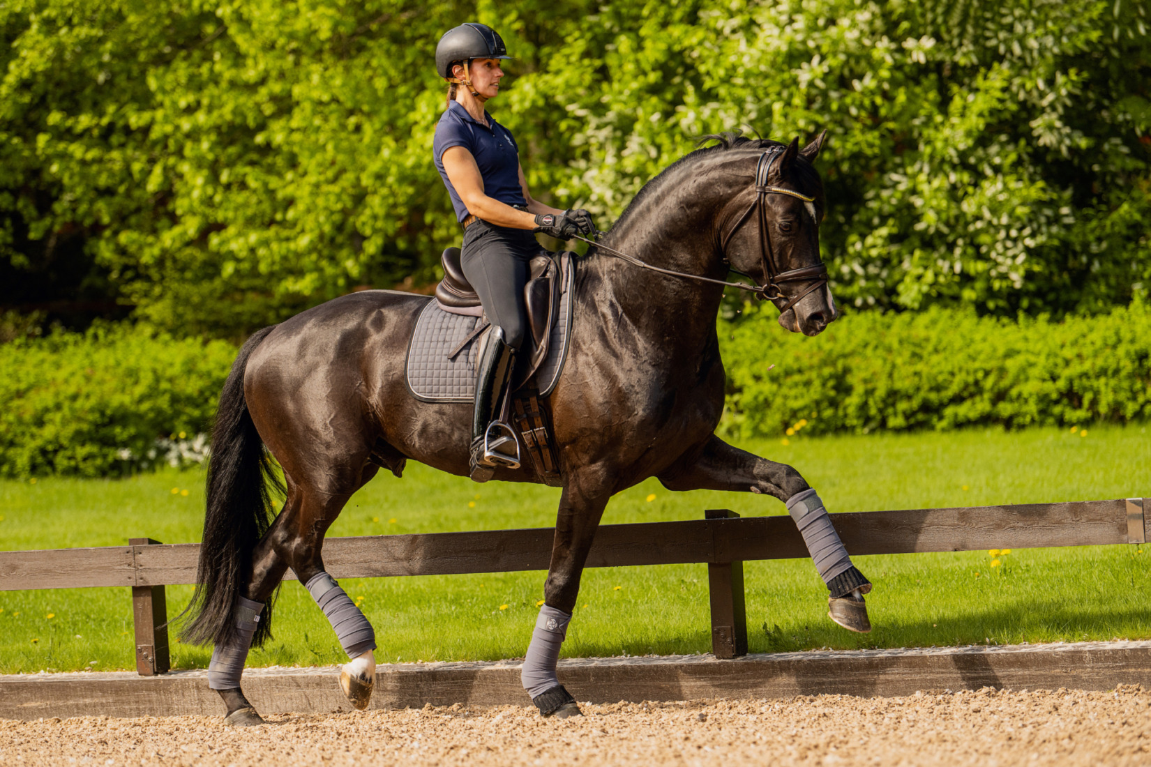 Racoon - WellGrove Breeders