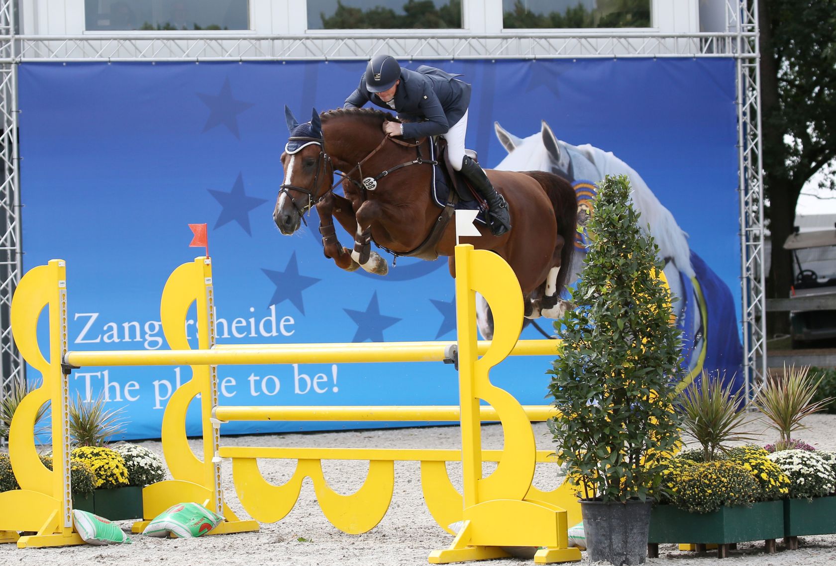 Kassander van 't Roosakker Z - WellGrove Breeders