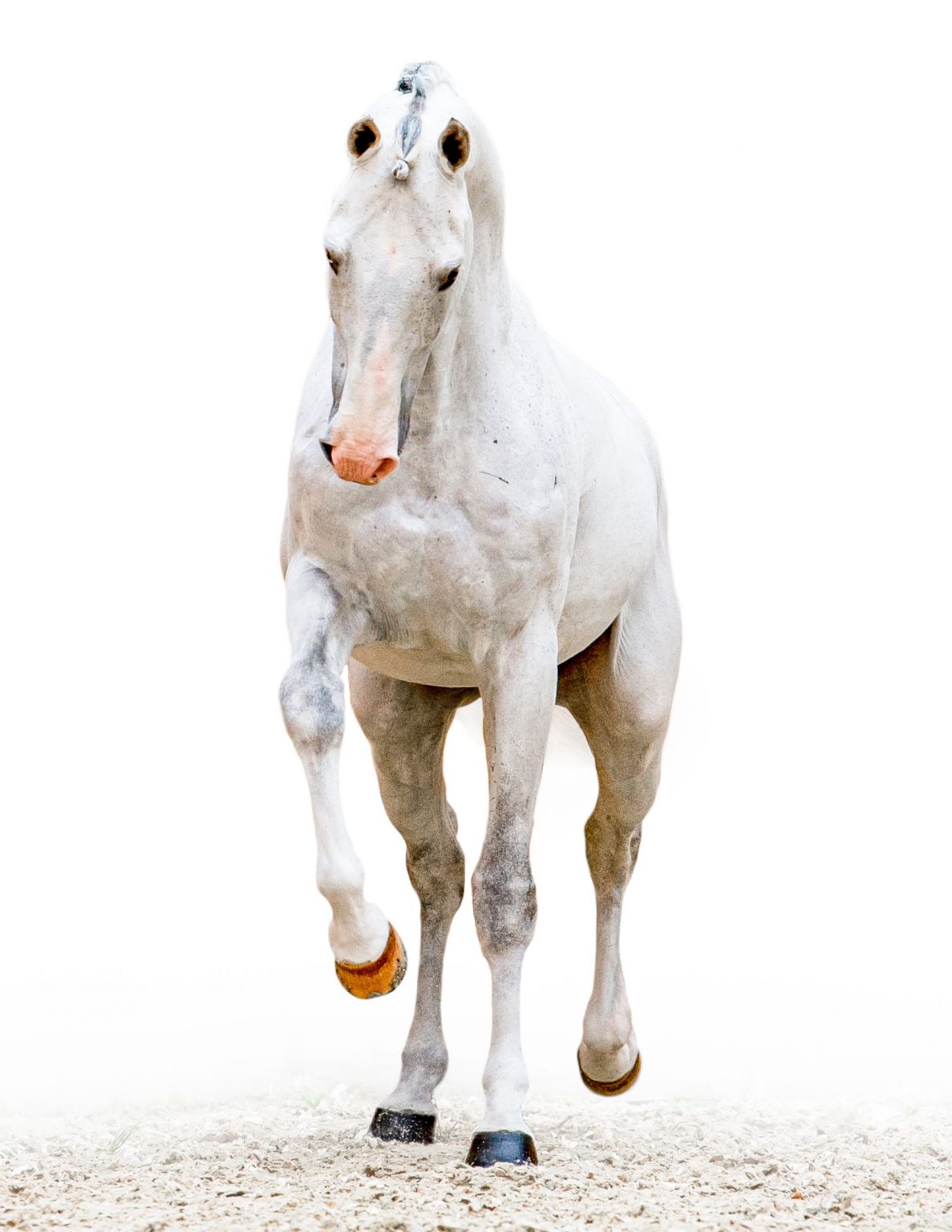 Caribis Z - WellGrove Breeders