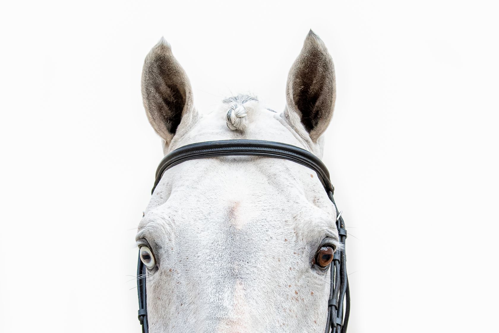 Caribis Z - WellGrove Breeders