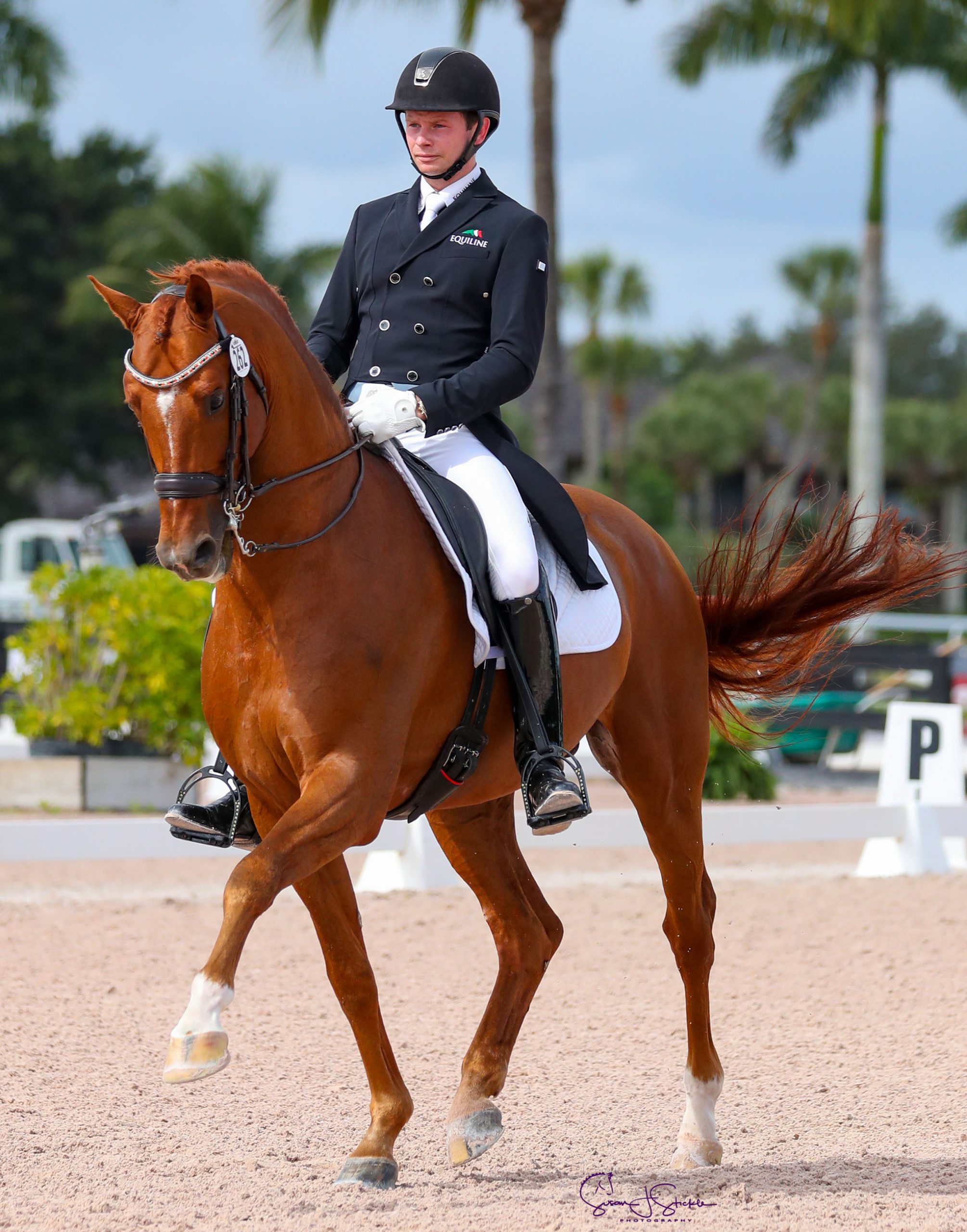 Five Star - WellGrove Breeders