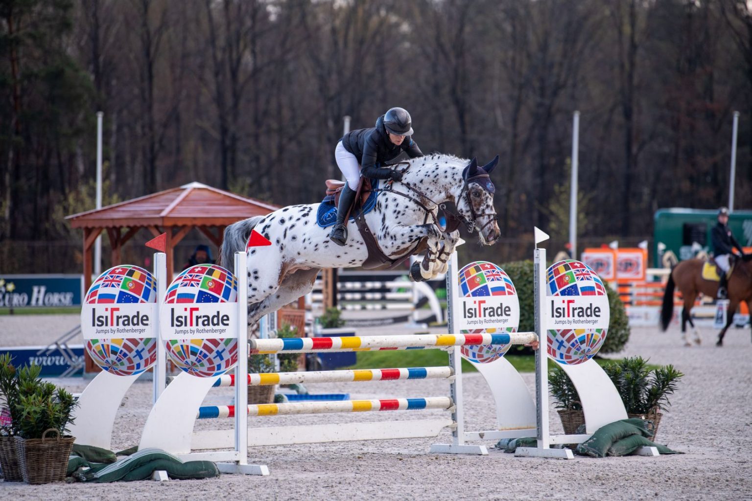 J-Nius V.V. Z - WellGrove Breeders